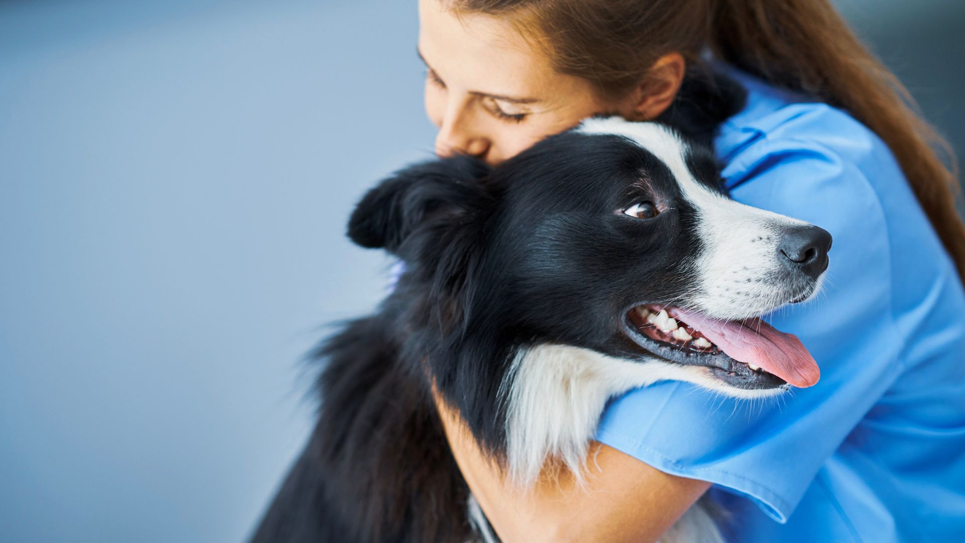 Pet Spaying And Neutering In New Castle, PA | Apple Grove Veterinary Clinic